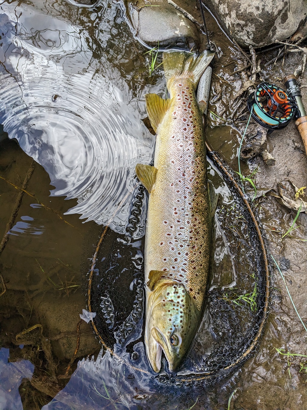 Fly Fishing Wales – Guided trips on river and lake