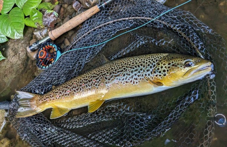 Fly Fishing Wales – Guided trips on river and lake