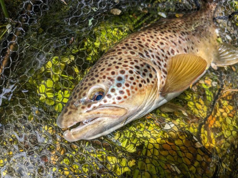 Fly Fishing Wales – Guided trips on river and lake