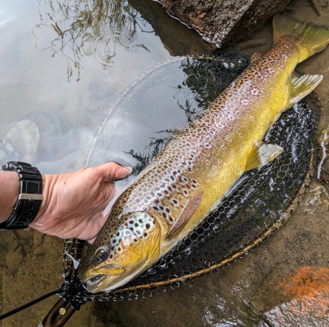 Fly Fishing Wales – Guided trips on river and lake